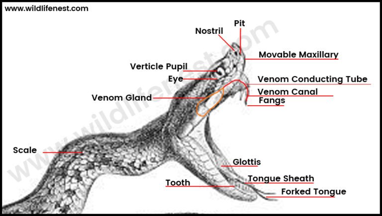 The Ultimate Guide to Snakes: Non-Venomous, Semi-Venomous and Venomous ...