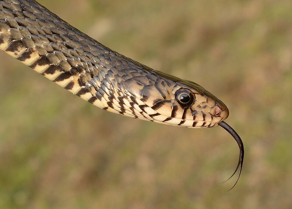 Indian Rat Snake All Information - Wildlife Nest