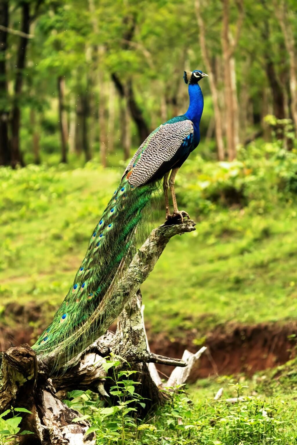 Indian Peafowl All Information - Wildlife Nest
