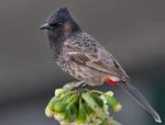The Red Vented Bulbul All Information - Wildlife Nest