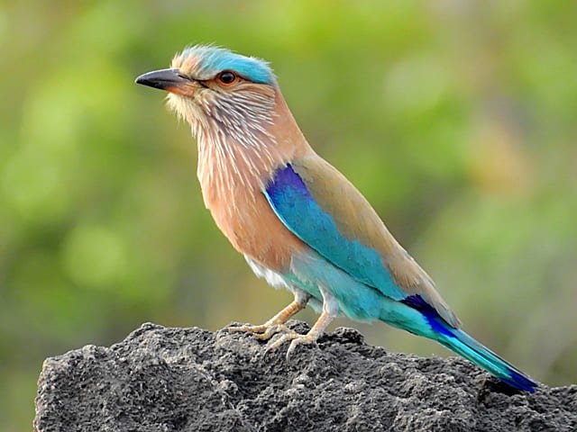 The Indian Roller All Information - Wildlife Nest