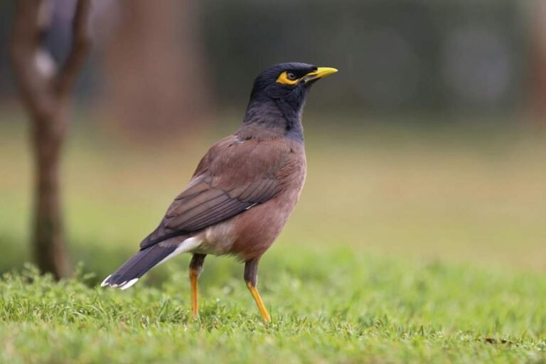 All Information on Common Myna - Wildlife Nest