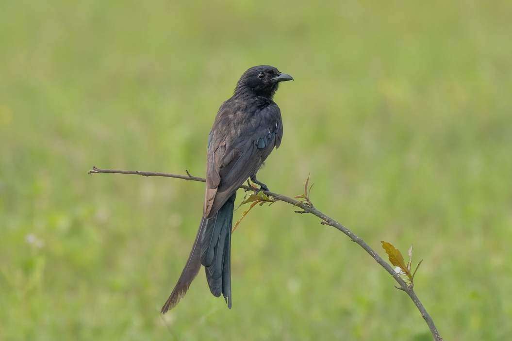 The Black Drongo All Information - Wildlife Nest