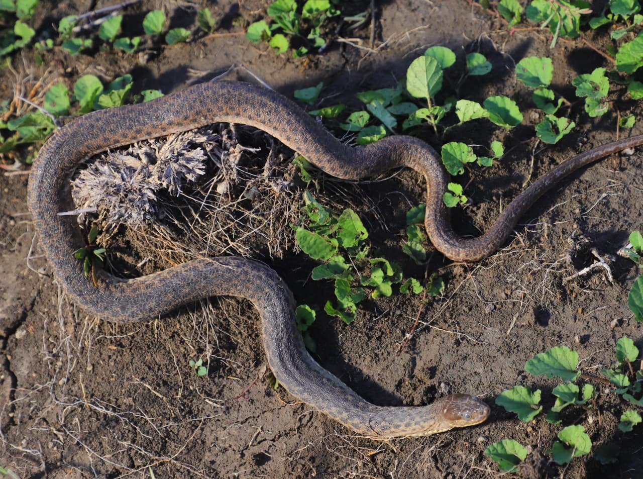 Rare Scaleless Snake Found in Nagpur - Wildlife Nest