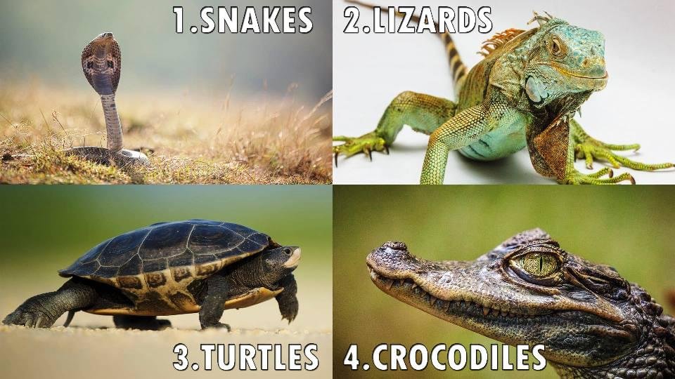 What Are Reptiles? - Wildlife Nest