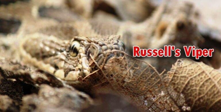 Russells Viper Snake - Wildlife Nest