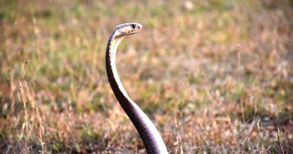 Cobra Snake All Information - Wildlife Nest