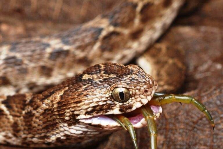 The Big Four Snakes of India - Wildlife Nest