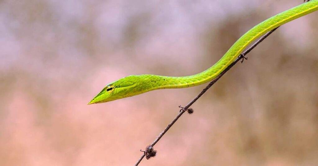 Green Vine Snake - Wildlife Nest