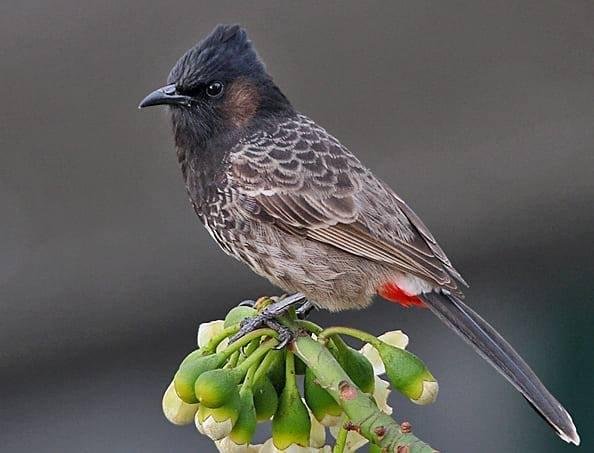 The Red Vented Bulbul All Information - Wildlife Nest