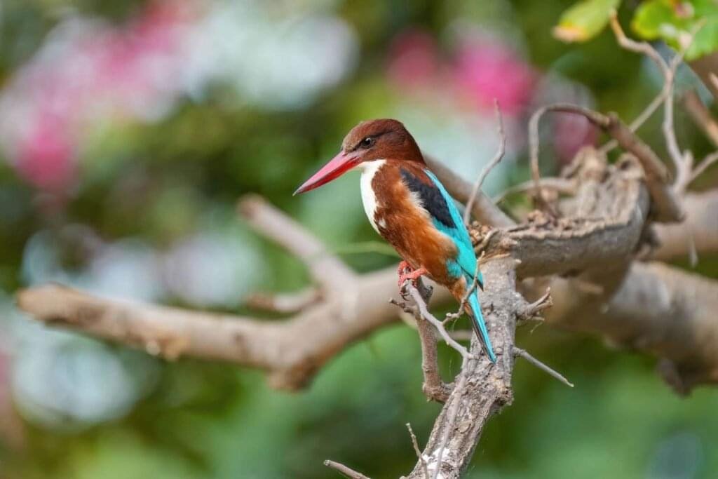 White-throated Kingfisher All Information - Wildlife Nest